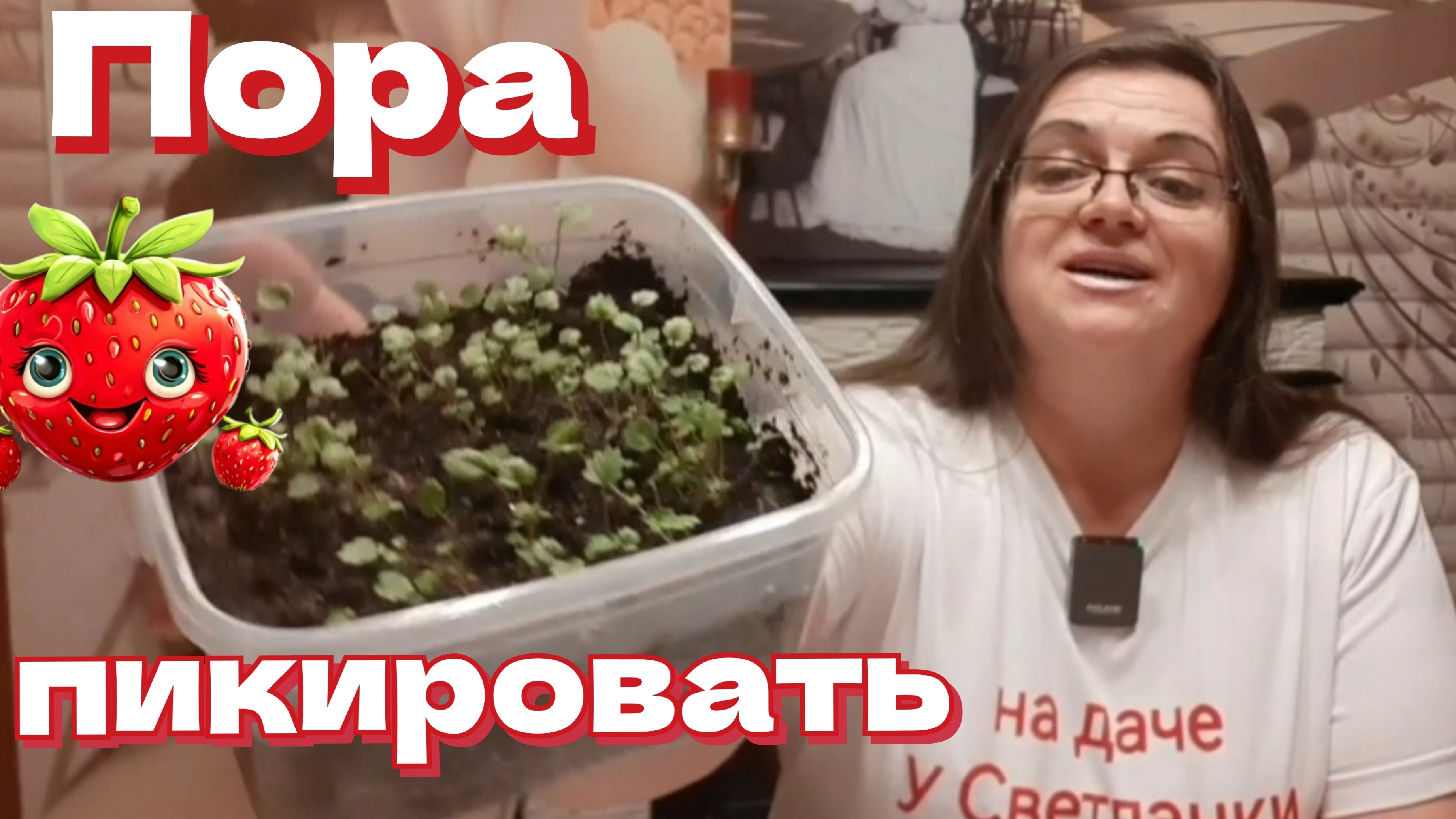 Земляника. Рассада земляники. Посев и пикировка мелкоплодной земляники