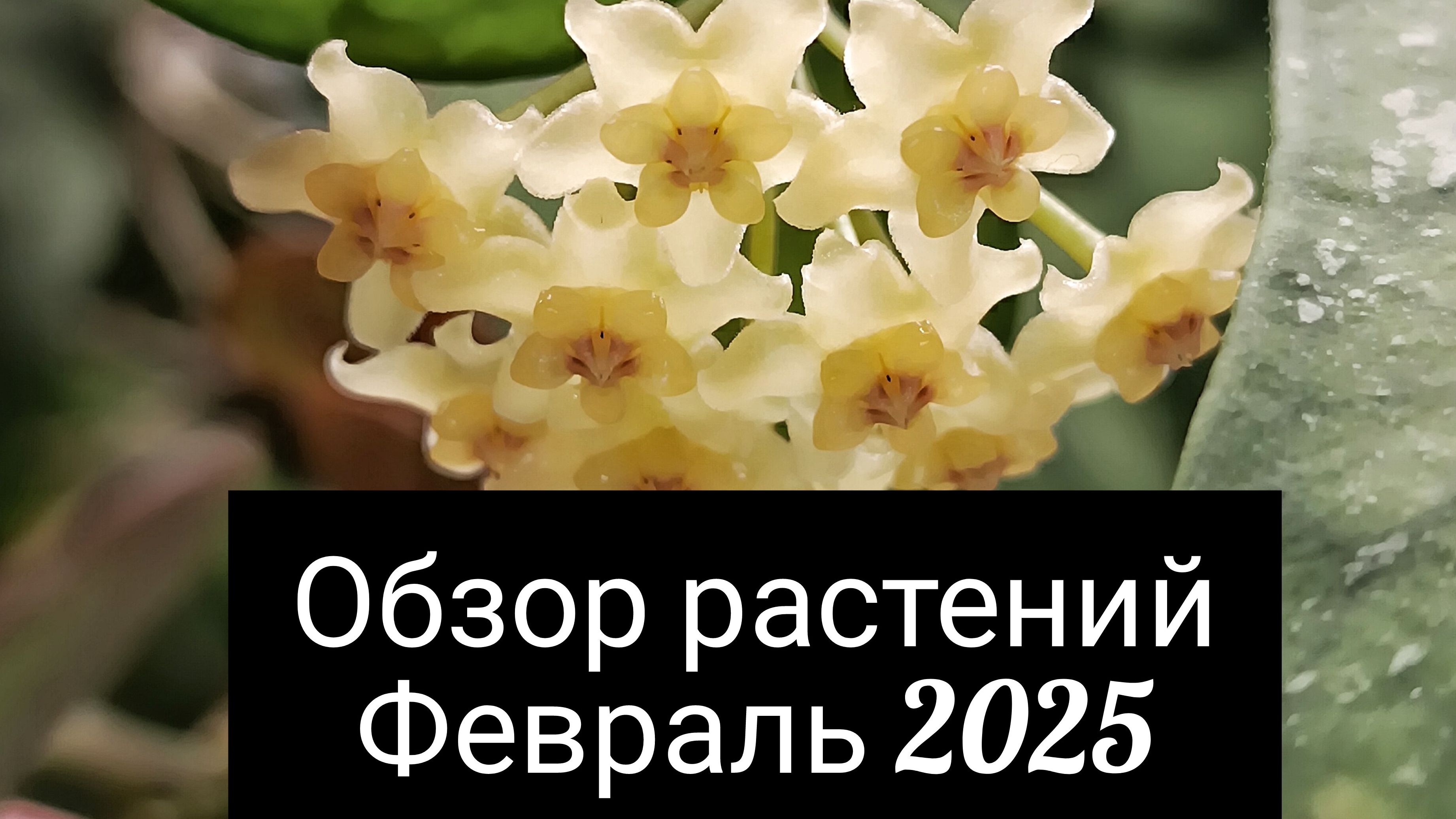 февральский обзор растений 2025