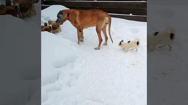 С собаками по жизни. Чихуахуа и немецкие доги.
#чихуахуа #немецкийдог #питомникчихуахуа