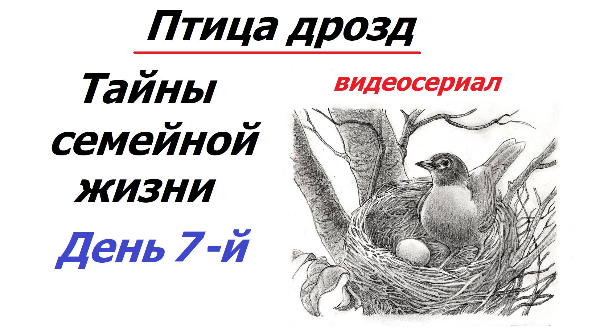 История одной птичьей семьи. День 7-й. Сериал