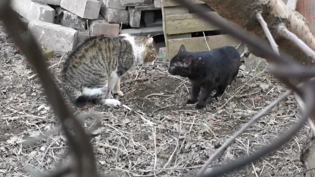 Коты разговаривают по душам