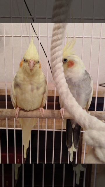 Фотки попугайчиков