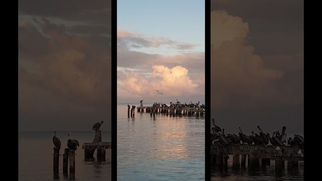 На пляже только мы и пеликаны. Венесуэла, остров Коче.