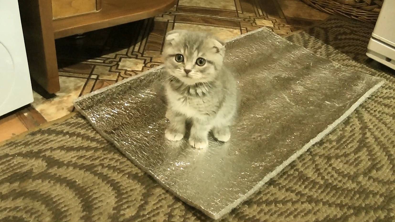 Котенку Барсику 2 месяца. Шкода..