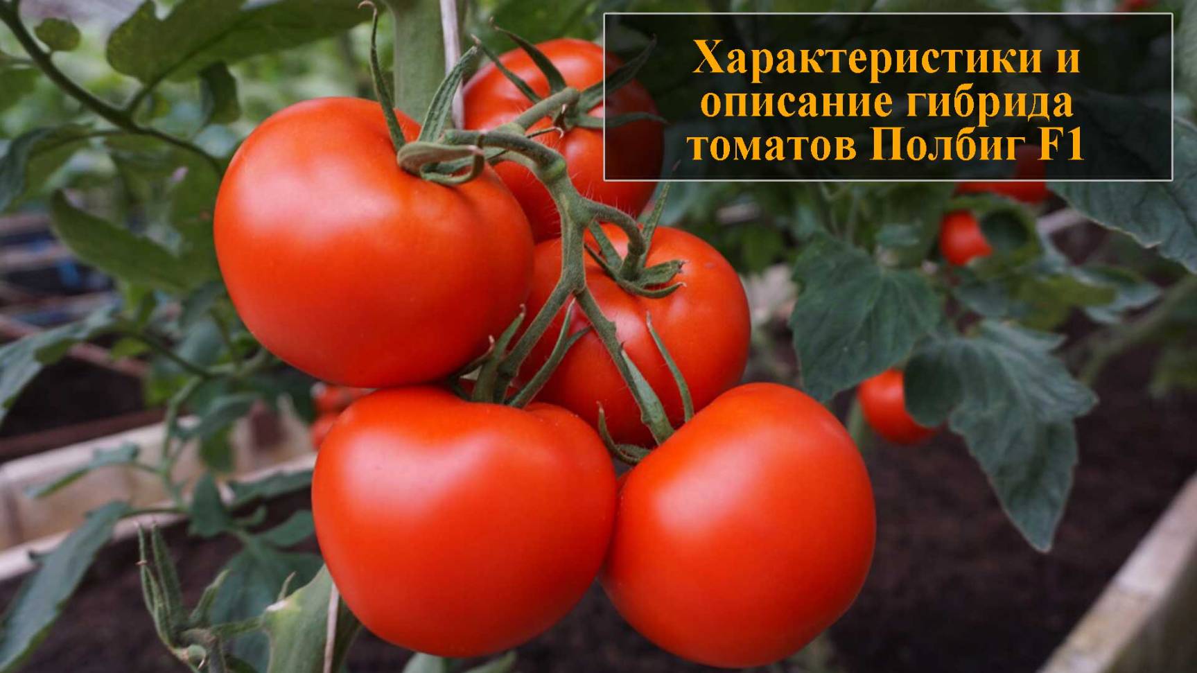 Характеристики и описание гибрида томатов Полбиг