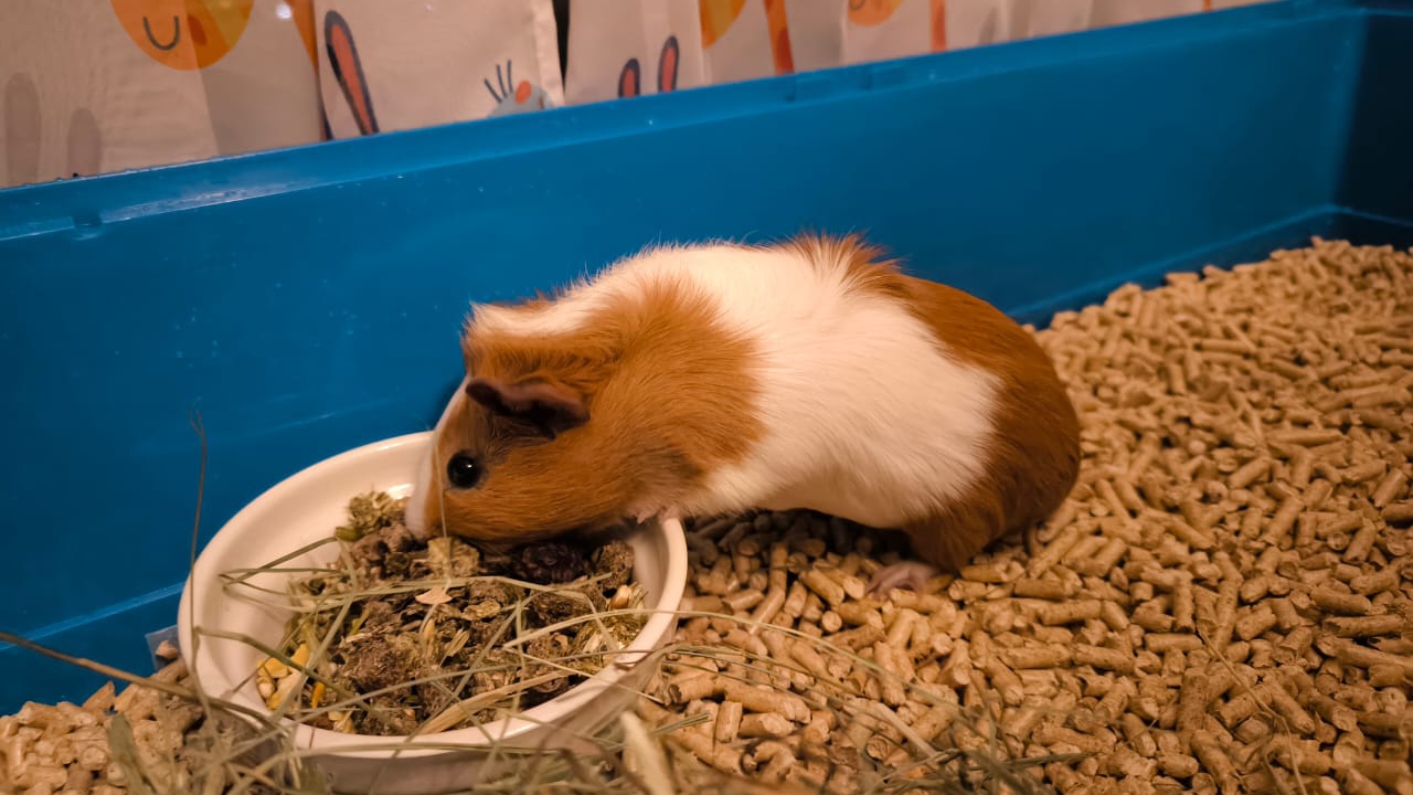 Эпичные бои в Tanks Blitz