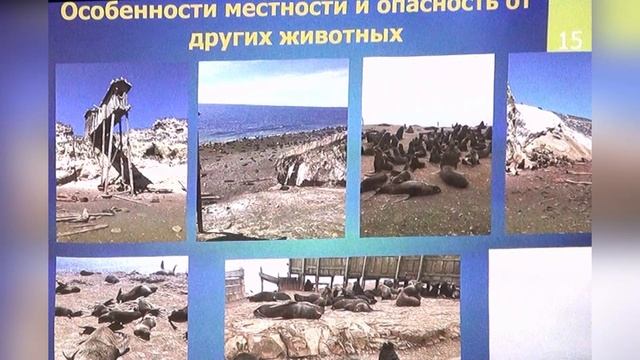 Основные принципы дистанционной седации северного морского котика в естественной среде обитания
Га