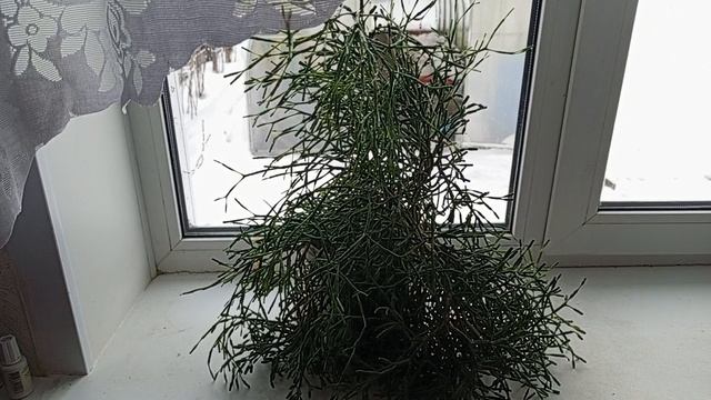 Оленьи рожки - домашний цветок.