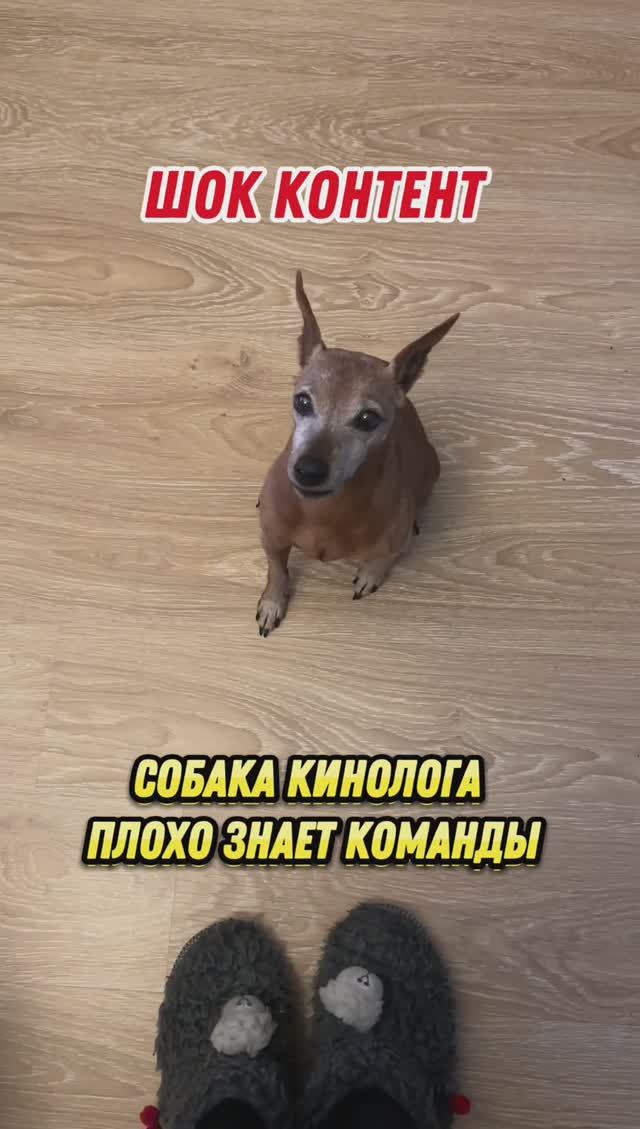 Как научить собаку командам? #Shorts