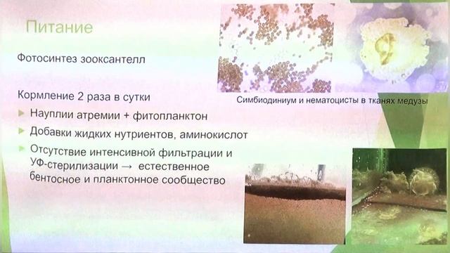 Содержание и разведение медузы Кассиопея андромеда.
Щипакин Вячеслав Юрьевич
Океанариум г. Астана, К