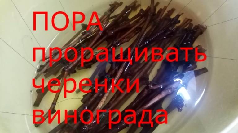 Пора проращивать черенки винограда 2025