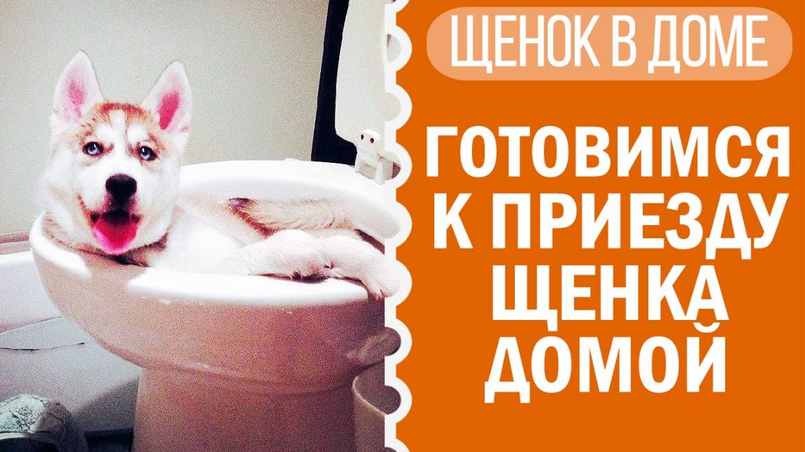 Щенок в доме: первые дни с чихуахуа Софи! 🏠🐾