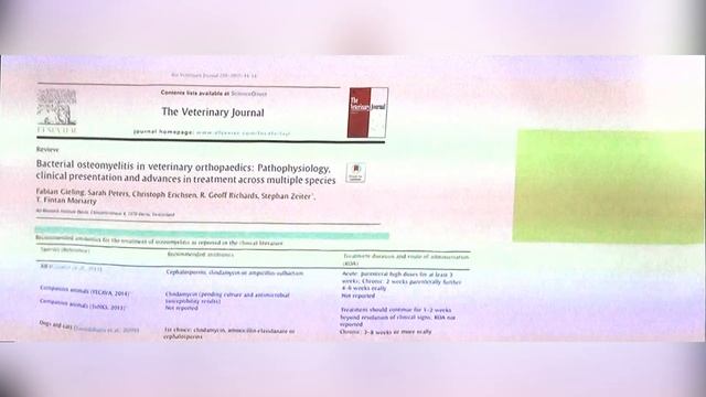 Клинический случай остеомиелита у тихоокеанской афалины
Суворова Ирина Вячеславовна
Центр океаног