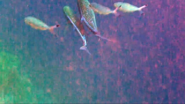 2.Мелиа Синай, ч.2