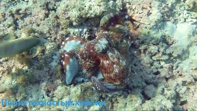 1.Набила, ч.1