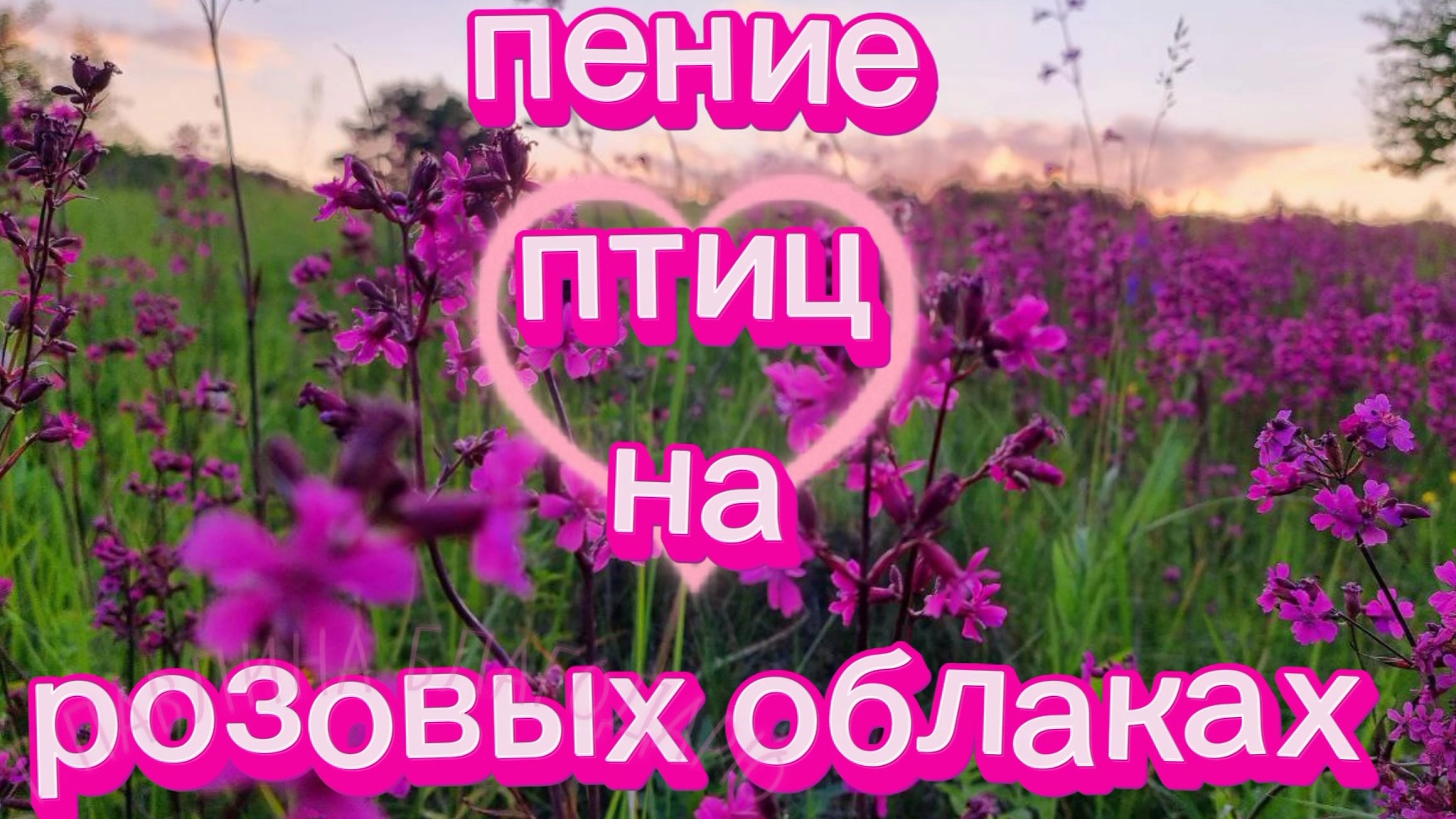 Цветут луга.Поёт Зарянка.Сон будет крепким поставьте у изголовья букет Смолки.