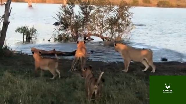 Львы шуганули крокодила
Отблагодарить:
4276 3800 4614 2027
СБЕР
#львы #крокодил #лев #река #юар