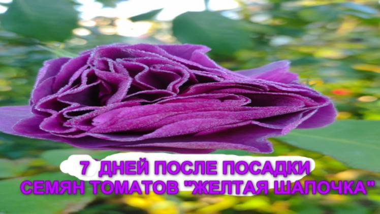 7 НЕЙ ПОСЛЕ ПОСАДКИ СЕМЯН ТОМАТОВ "ЖЕЛТАЯ ШАПОЧКА"