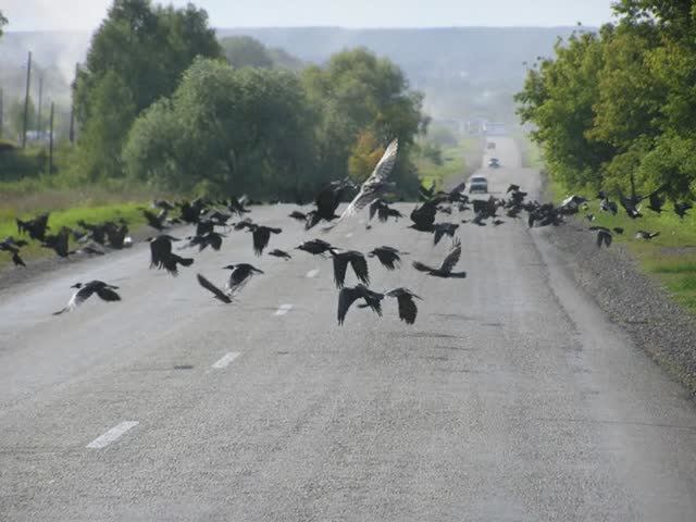 Троицкое - живая природа