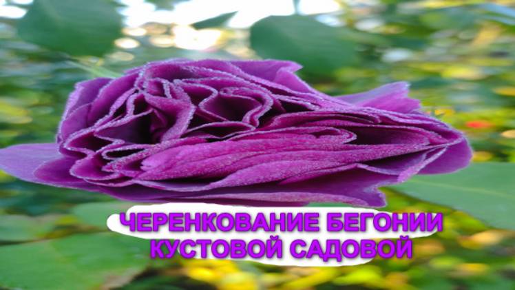 ЧЕРЕНКОВАНИЕ БЕГОНИИ КУСТОВОЙ САДОВОЙ ВЕЧНОЦВЕТУЩЕЙ