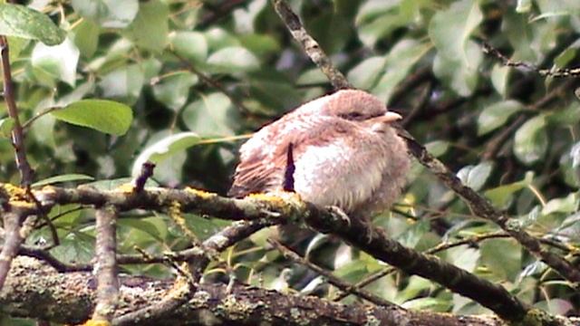 Из жизни сорокопутов