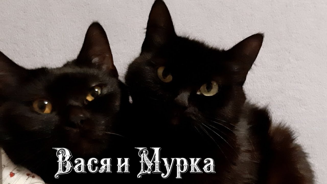 Смешные кошки / Funny cats video 🐈🐱🐈 Котёнок Васька играет с телефоном