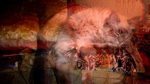 ОСКАР КОТЯРА 2019