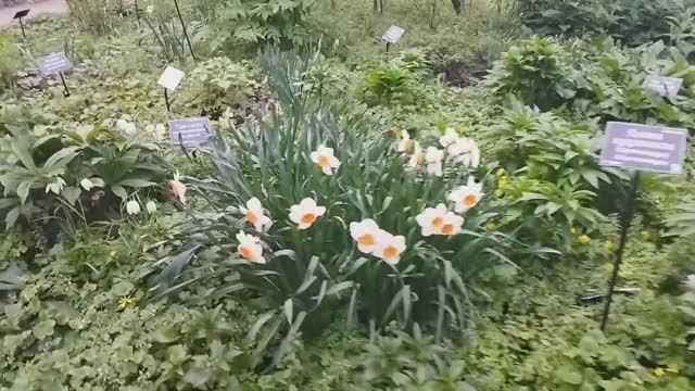 Аптекарский огород Мгу 2022