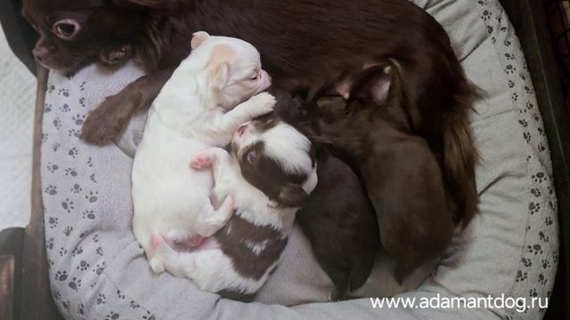 Щенки чихуахуа. Дата рождения 28.01.2025
#чихуахуа #щенкичихуахуа #питомникчихуахуа