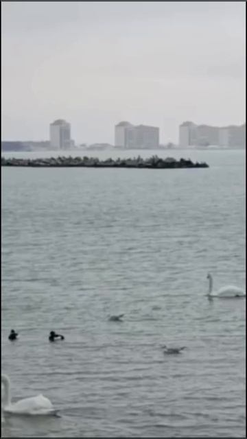 Птицы в Евпатории 💕