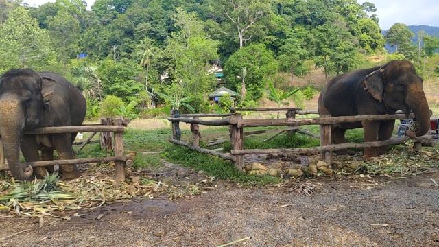 Несчастные слоники