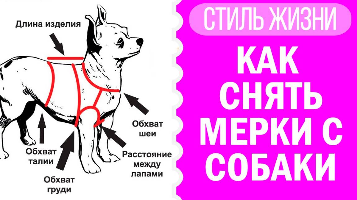 Как снять мерки с собаки? Чихуахуа Софи покажет! 🐕📏