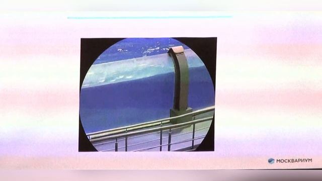 Обогащение окружающей среды морских млекопитающих в искусственных условиях
Панкратова Настасья Андр