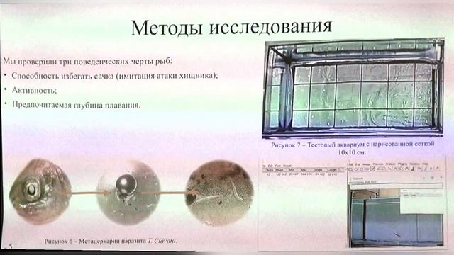 Управляют ли метацеркарии Tylodelphys clavata поведением своих хозяев рыб Salvelinus malma?
Сотников