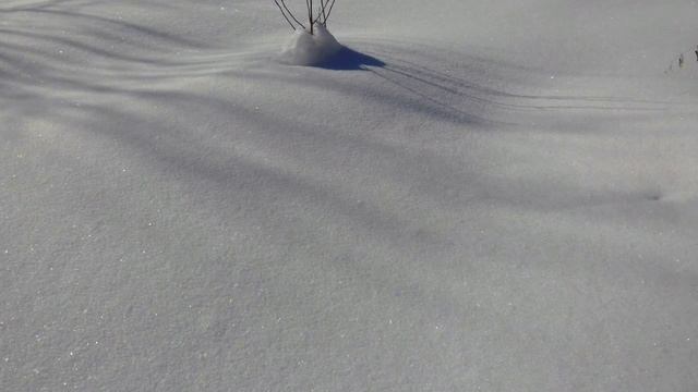 февраль. солнце. сад.