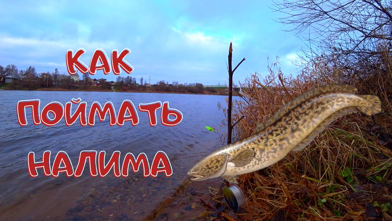 Наживка на налима. Всё что НУЖНО ЗНАТЬ в коротком видеоролике