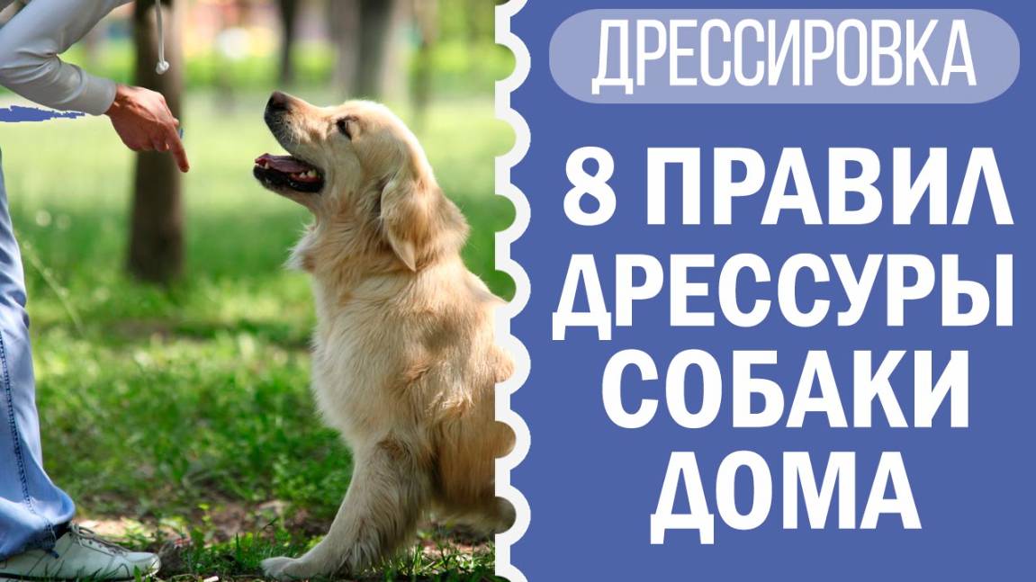 8 правил дрессировки собаки от чихуахуа Софи! 🐾✨