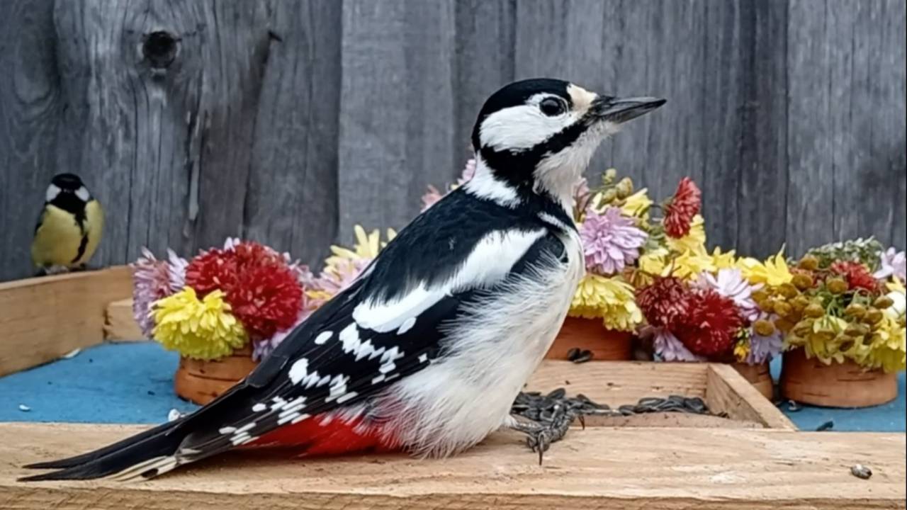 Столовая для птиц (17.11.2024 года)  - Дятлы и Сойки посетили кормушку