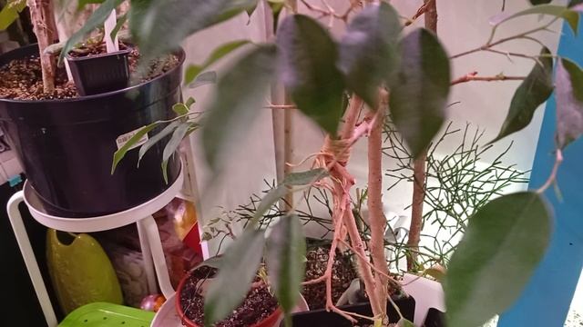 Реанимация фикусов. Зимняя полуспячка.