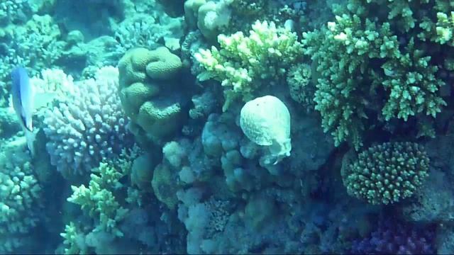 . Мелиа Синай. Индо-Тихоокеанский электрический скат