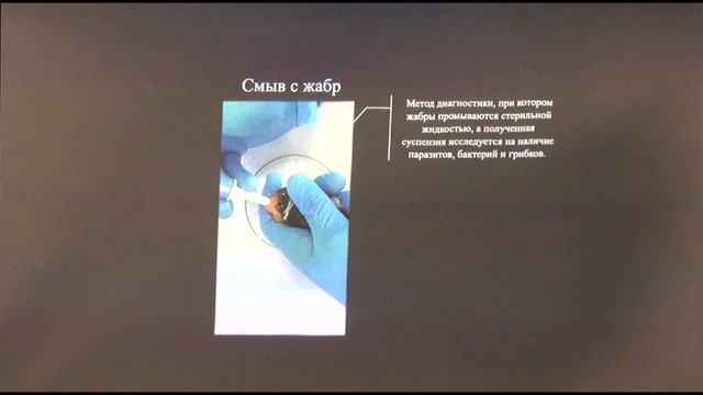 Прижизненная диагностика рыб в условиях океанариума  мониторинг здоровья и современные методы
Степан