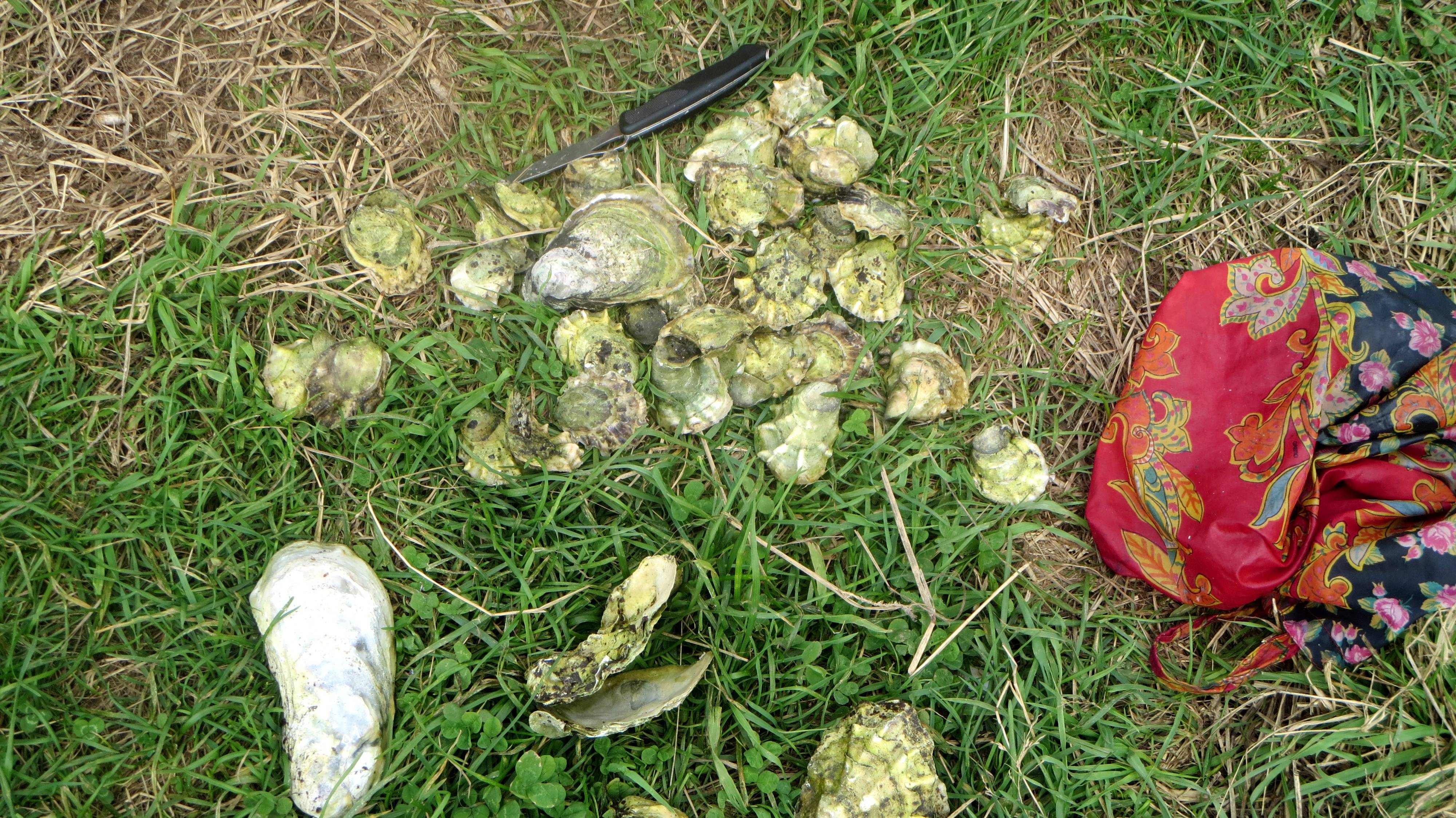 Далекий Сахалин. Какой он? Ч.8. Лагуна Буссе. В поисках устриц.