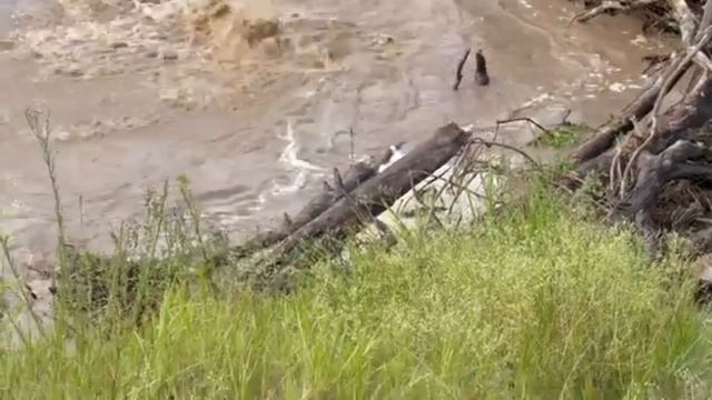 Кто быстрее: гепард или крокодил?
Отблагодарить:
4276 3800 4614 2027
СБЕР
#гепард #крокодил #гонка