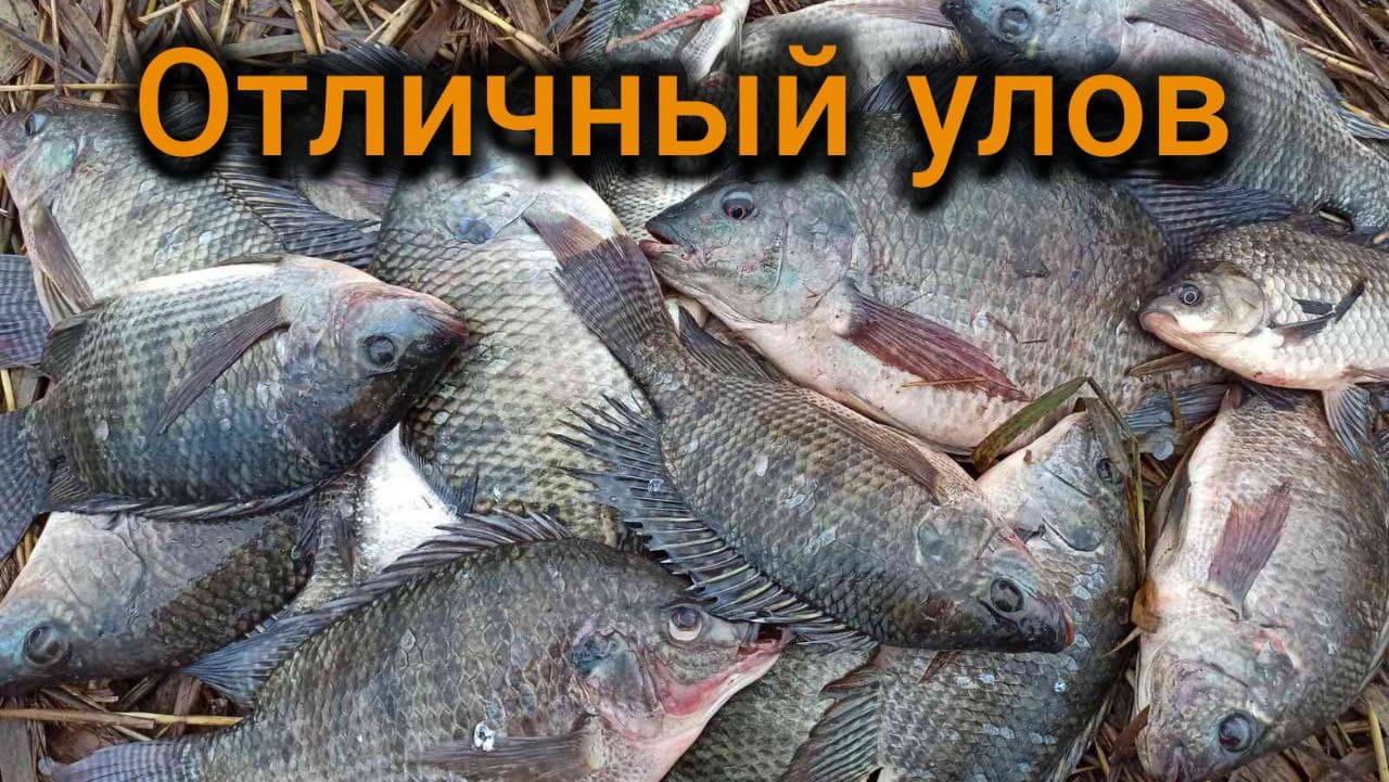 "Караси МОНСТРЫ" |  ШОК. Рыба с огромной силой