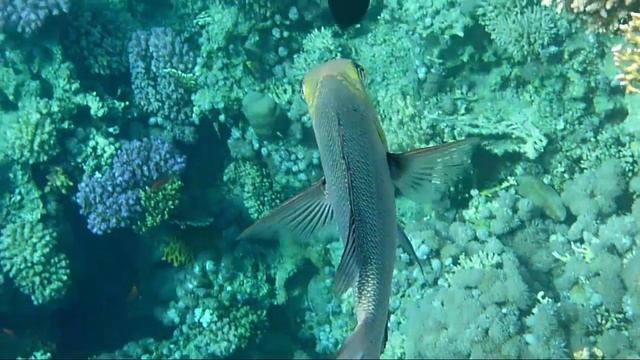 2. Набила ч.2