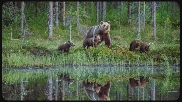 Финляндия | Русские медведи страны Суоми | 2018