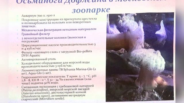 Опыт содержания гигантских осьминогов Дофлейна в Московском зоопарке
Максимова Дарья Леонидовна
ГАУ