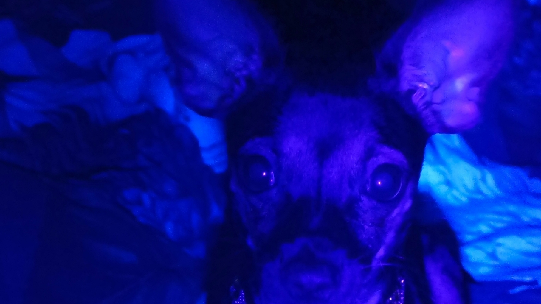 за мной бегут