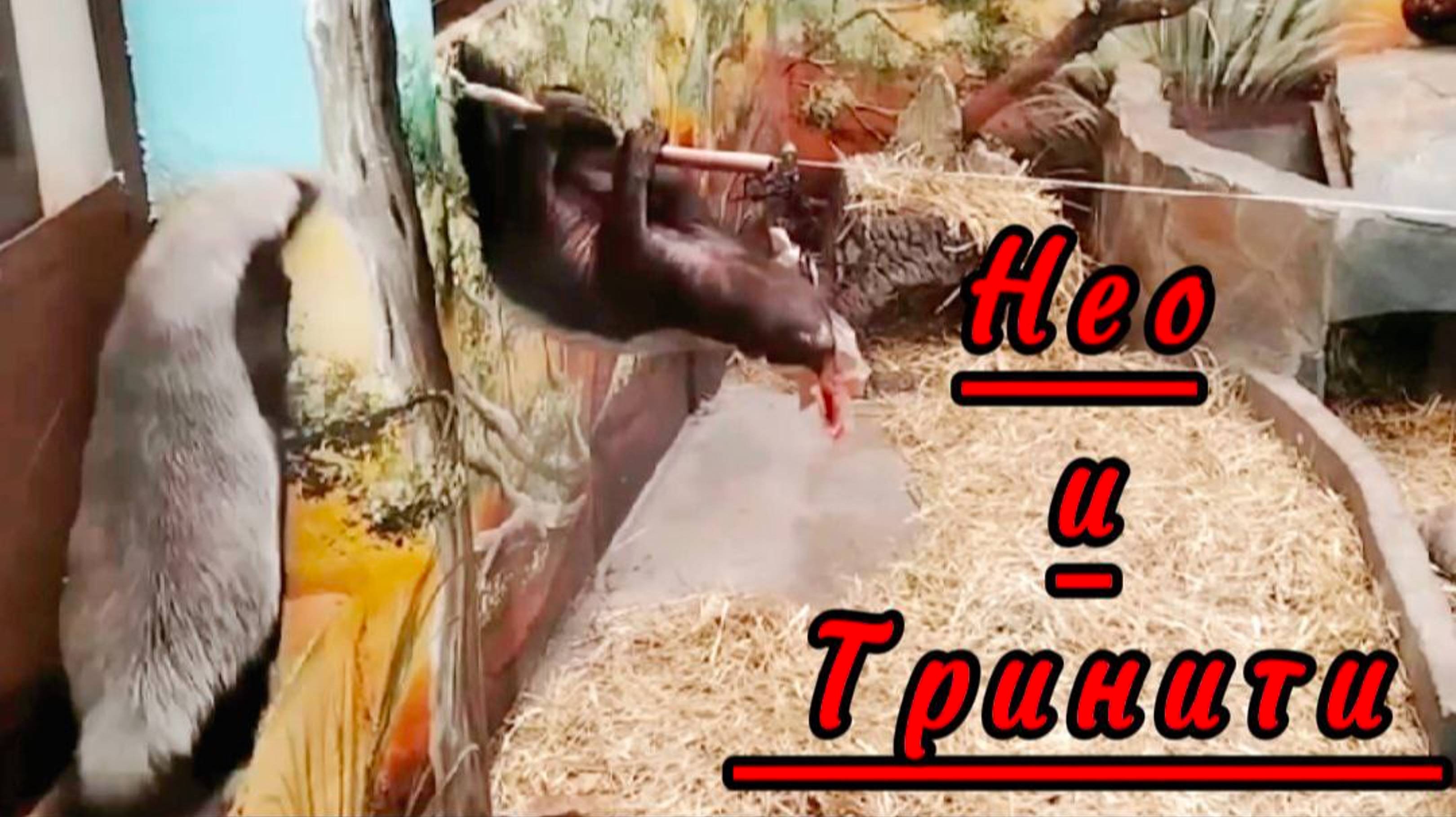 Про Медоедов расскажет сотрудник Московского Зоопарка