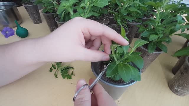 Как формировать черенки петунии